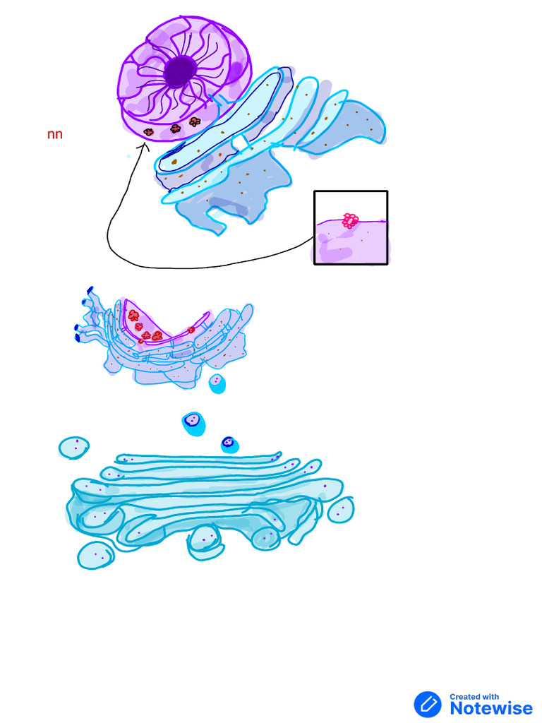 Biologie Fleshc Karty | PDF