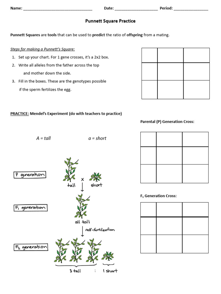 Punnett Square Practice - Combined Practice (2025) | PDF | Dominance ...