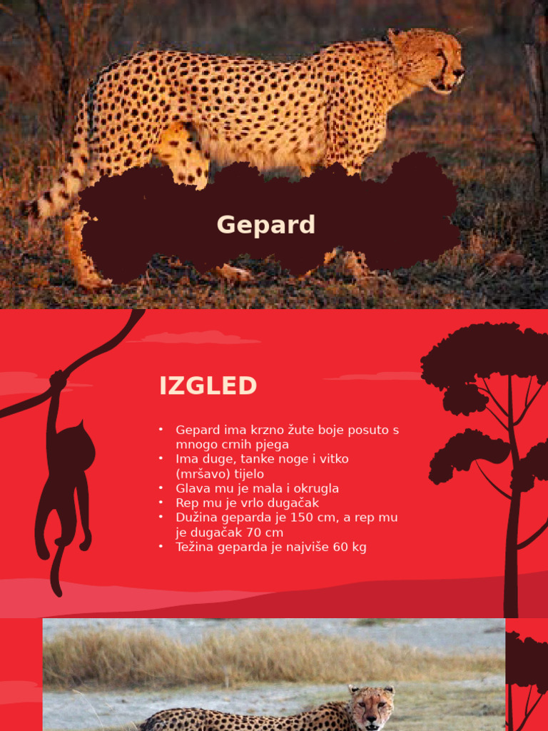 Gepard | PDF