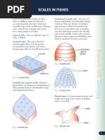 Types and Functions of Fish Scales | PDF | Fish | Aquatic Animals