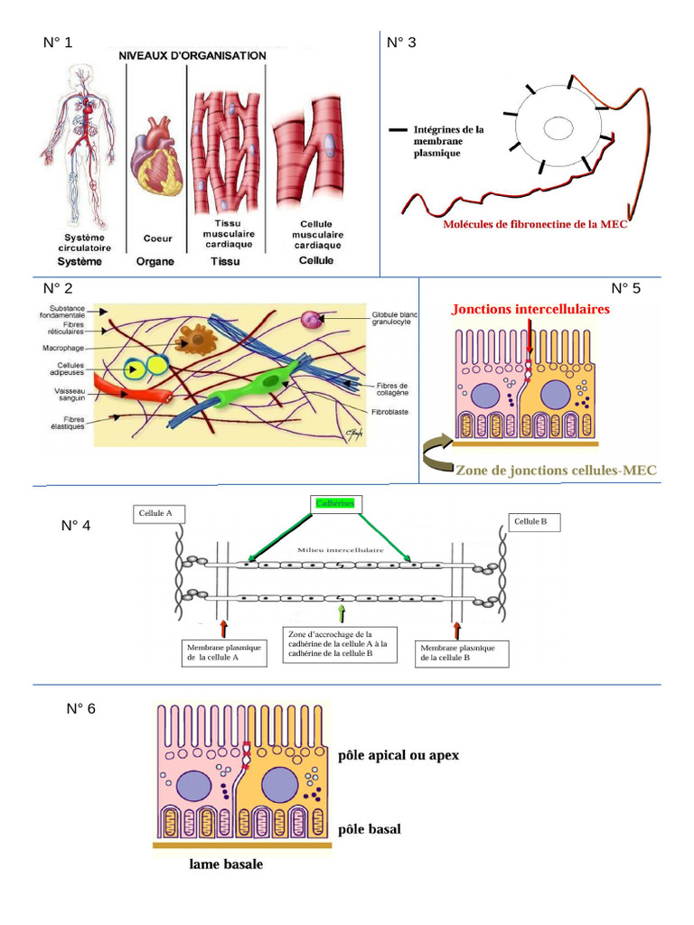 SCHEMA Fiche Généralités Sur Les Tissus Cellulaires | PDF