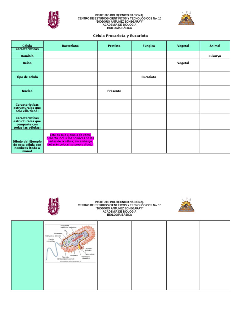 Cuadro Comparativo Células | PDF