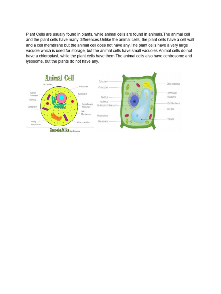 Plant Vs Animal Cells | PDF