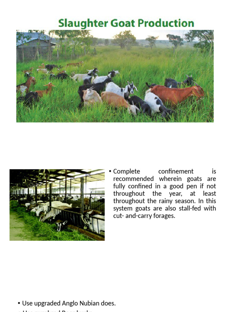 Goat Production -PCCARRD | PDF | Goat | Childbirth