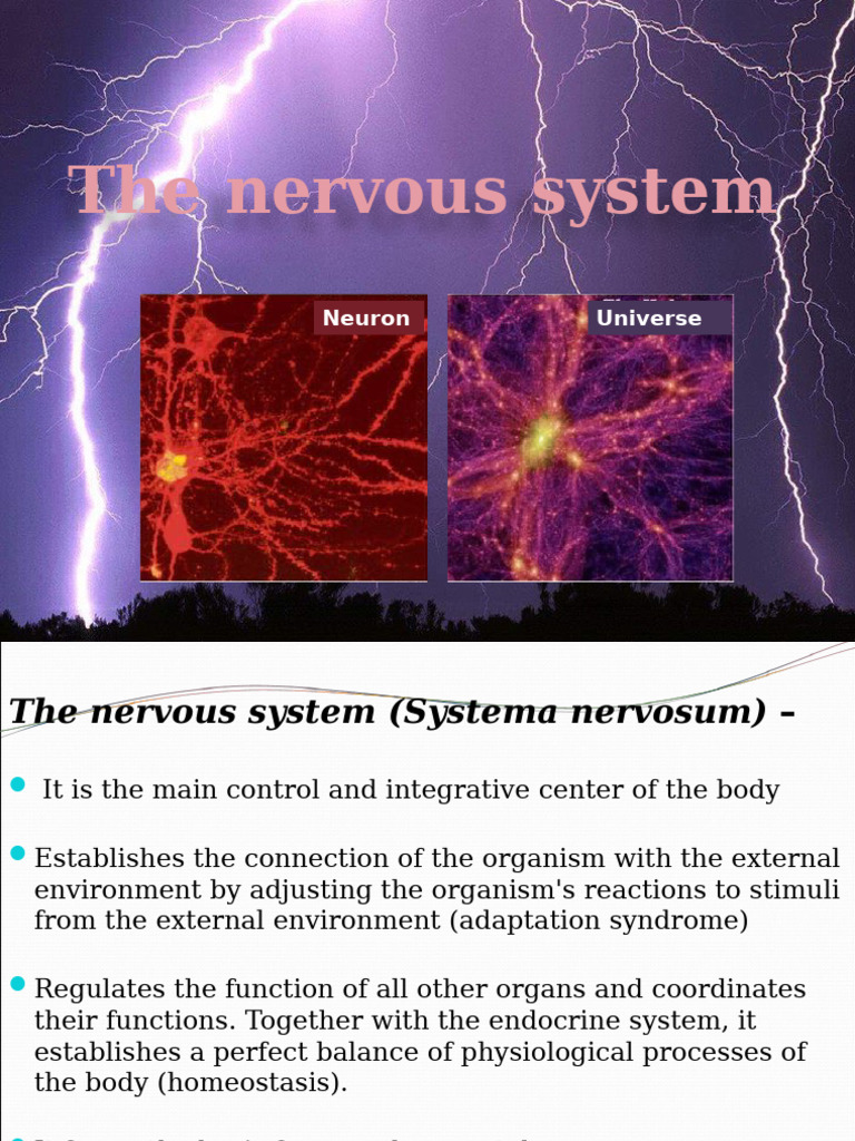 X Week - Introduction To Nervous System, Spinal Cord - Eng | PDF ...