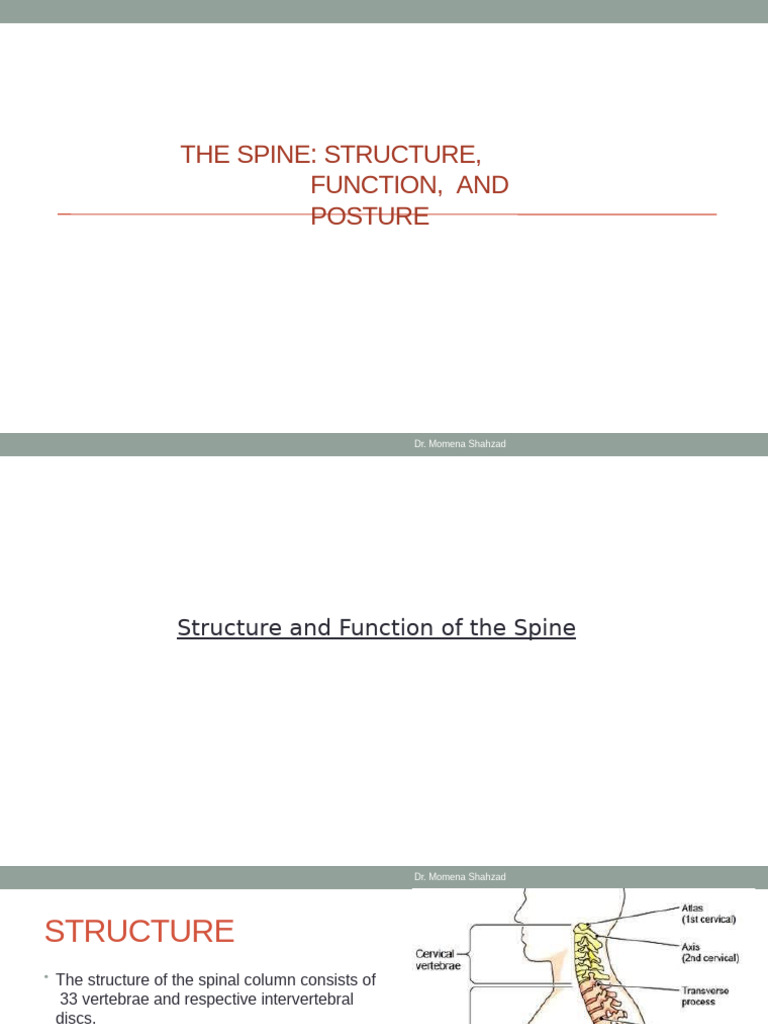 The Spine Structure, Function and Posture | PDF | Vertebral Column | Vertebra