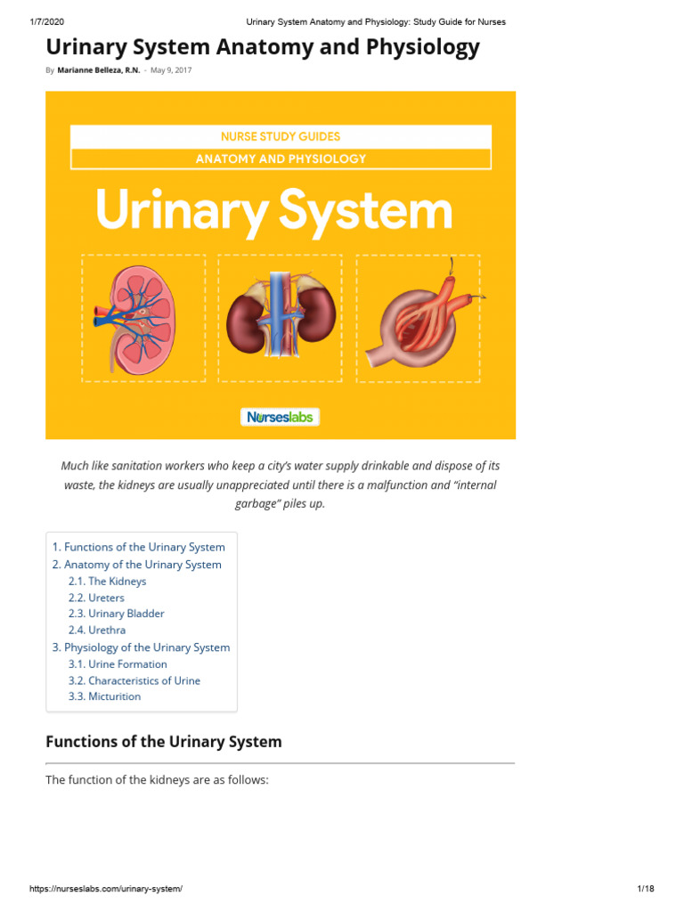 Urinary System Anatomy and Physiology | PDF | Kidney | Angiotensin