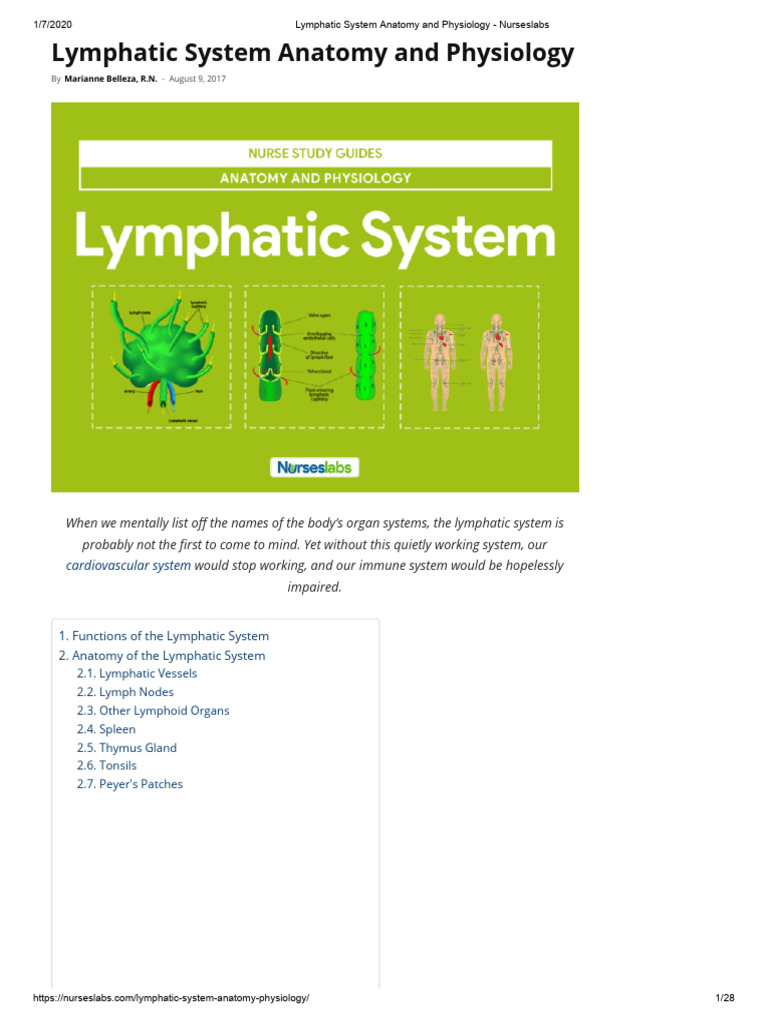 Lymphatic System Anatomy Overview | PDF | Lymphatic System | Antibody