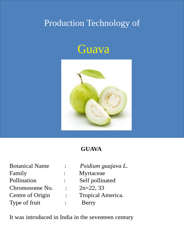 Guava Production Technology Overview | PDF | Grafting | Horticulture
