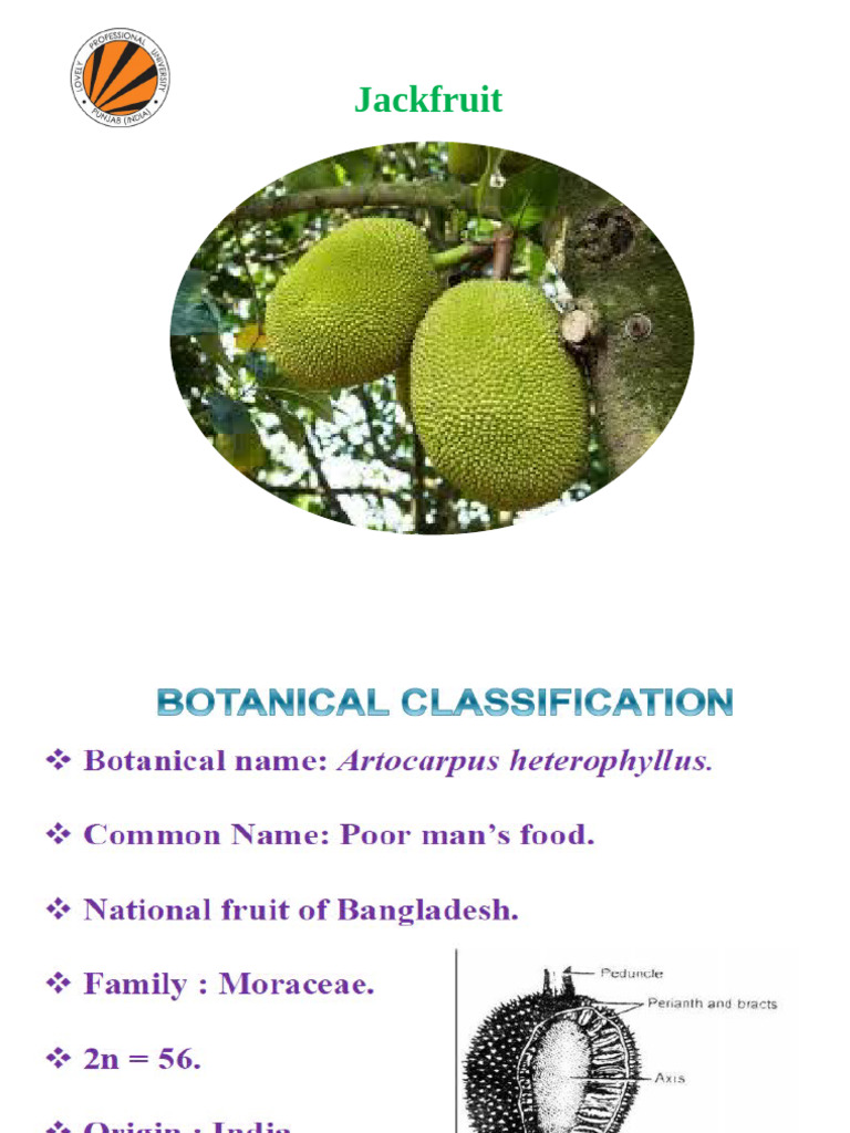 Jackfruit Production Technology | PDF | Trees | Flowers