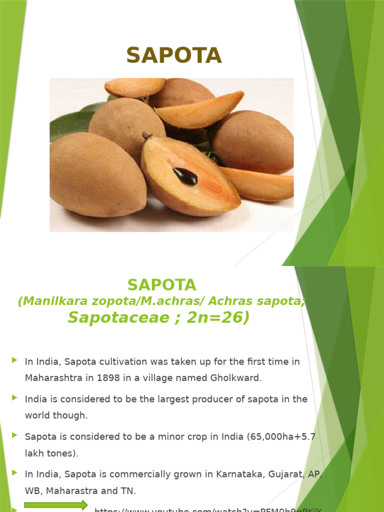 Sapota Cultivation and Production Guide | PDF | Grafting | Fruit