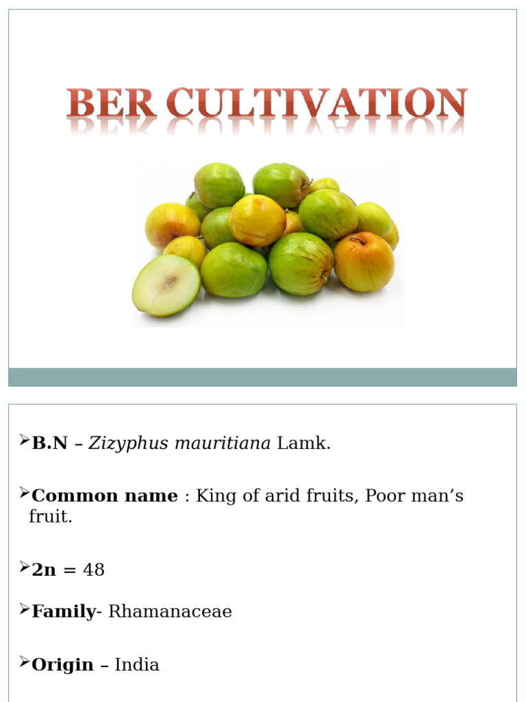 Ber Cultivation and Production Guide | PDF | Botany | Plants