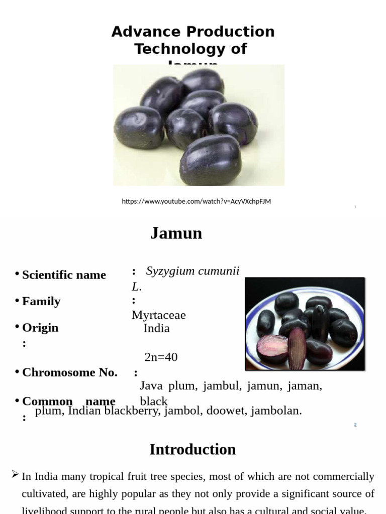 Lecture 15 Jamun Production Technology | PDF | Seed | Trees