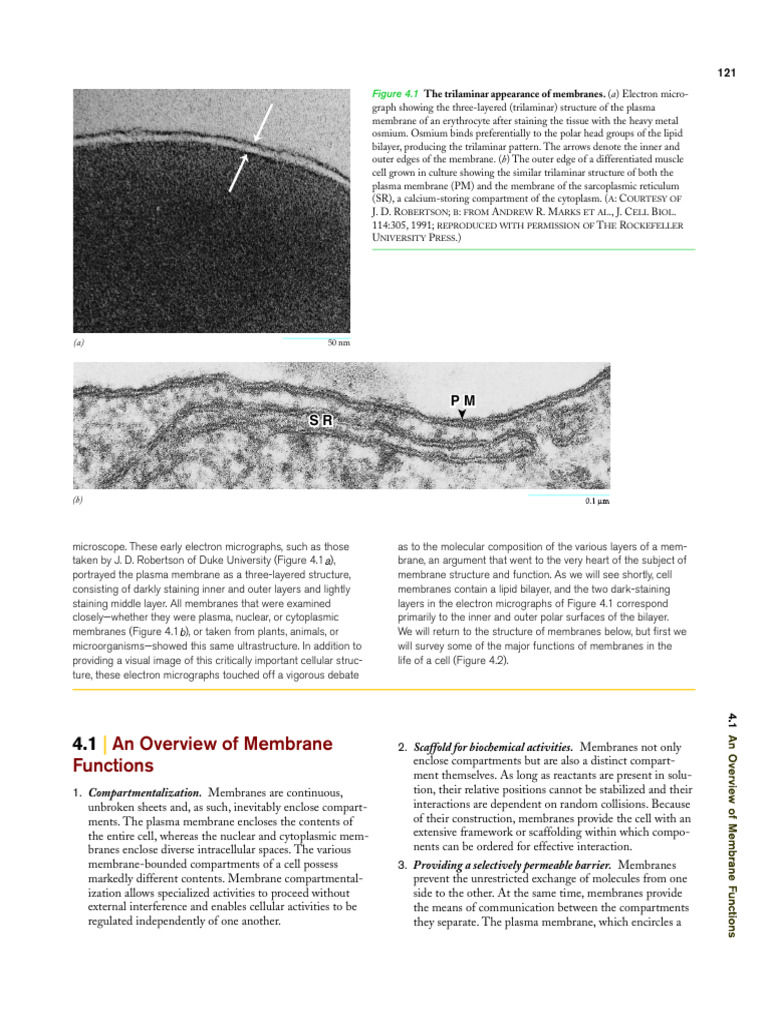 Cell Membrane Structure | PDF