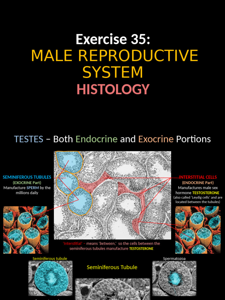 Anatomy Lab: Exercise 35 Overview of Prepared Slides | PDF | Testicle ...