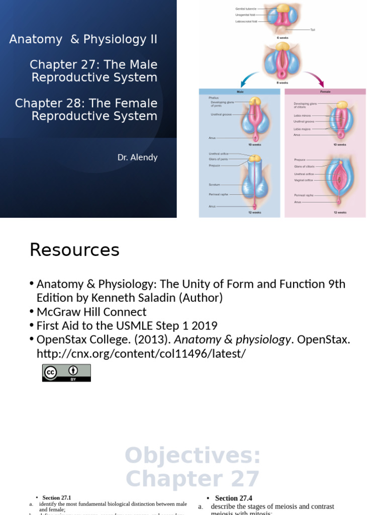 Anatomy Lecture Chapter 27, 28 The Male and Female Reproductive System ...