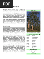 Eucalyptus Tree Adaptations Explained | PDF | Eucalyptus | Trees