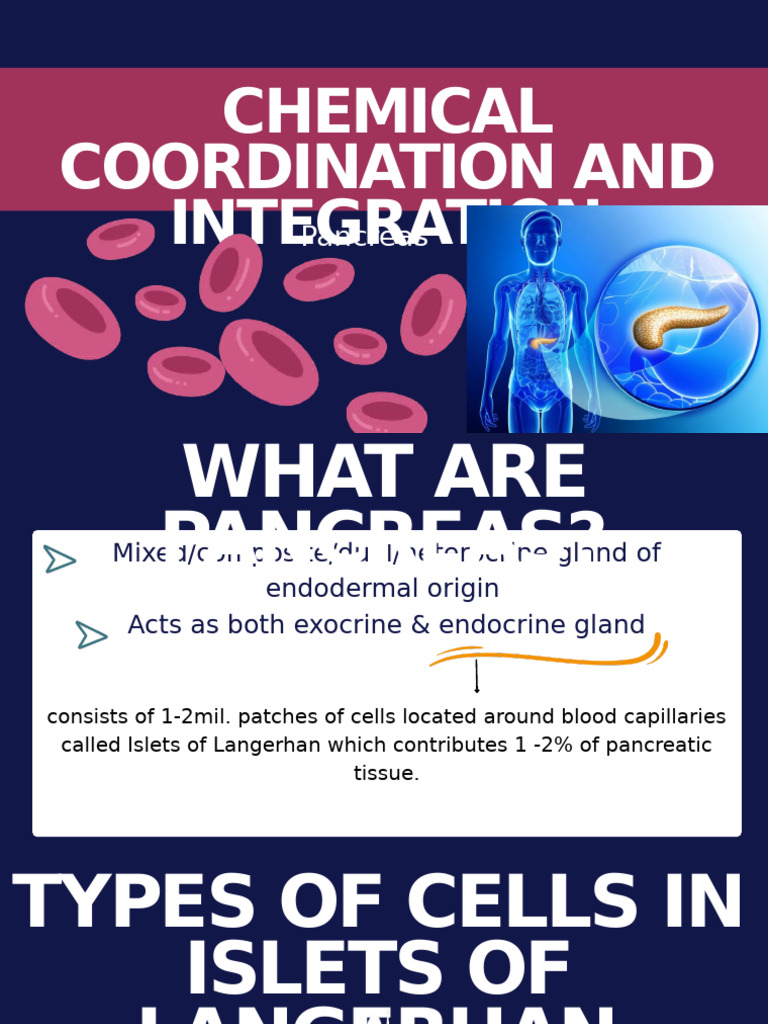 Pancreas Functions: Insulin & Glucagon | PDF | Hyperglycemia | Pancreas