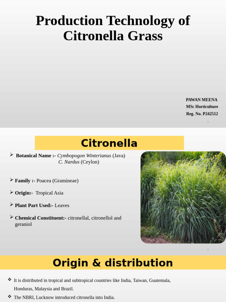 Citronella Grass Pawan PDF | PDF | Soil | Agriculture
