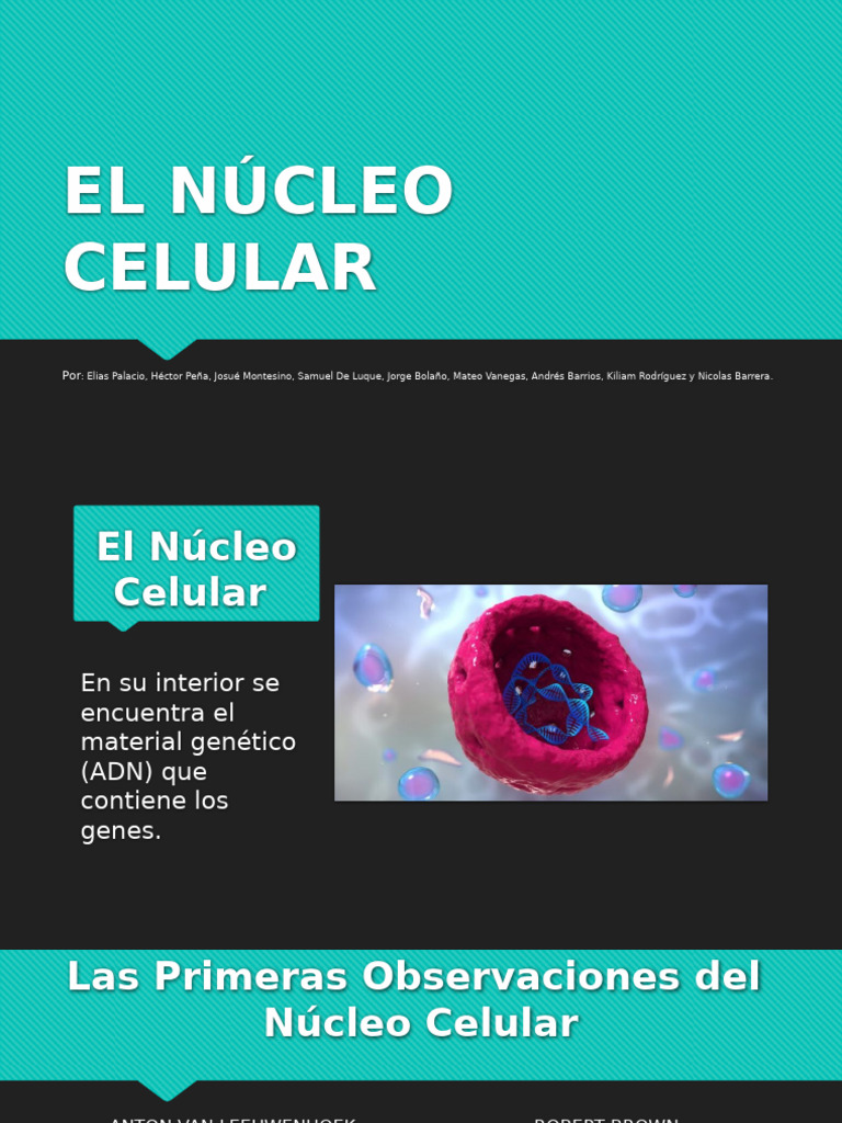 Funciones y Estructura del Núcleo Celular | PDF