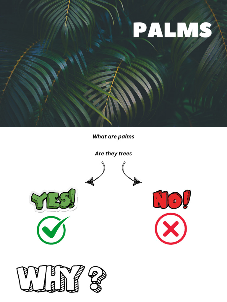 Date Palm: Monocot or Dicot? | PDF | Arecaceae | Plants