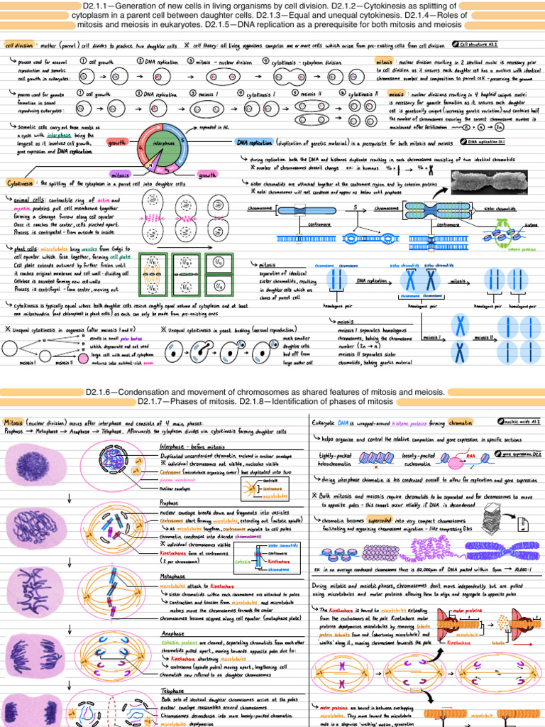 D2.1 Cell and Nuclear Division (SL + HL) | PDF | Mitosis | Meiosis