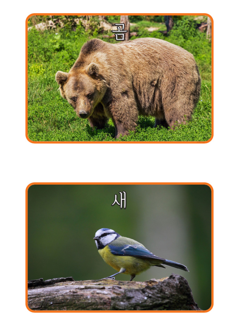 Korean Animals Flashcards | PDF