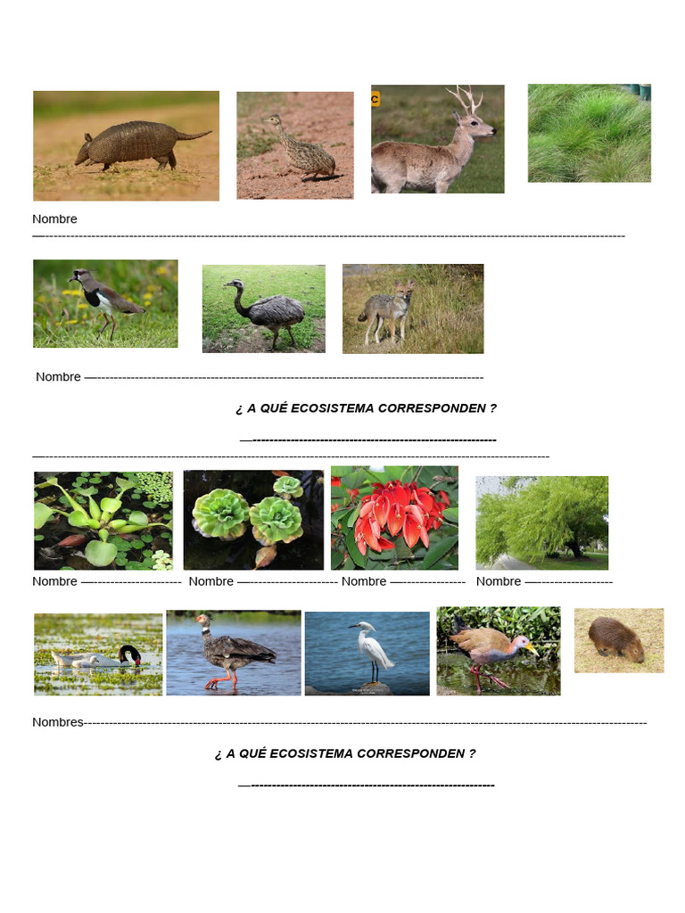 Animales de Ecosistemas | PDF