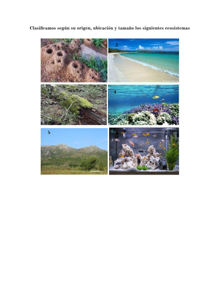CLASIFICACIÓN DE ECOSISTEMAS | PDF