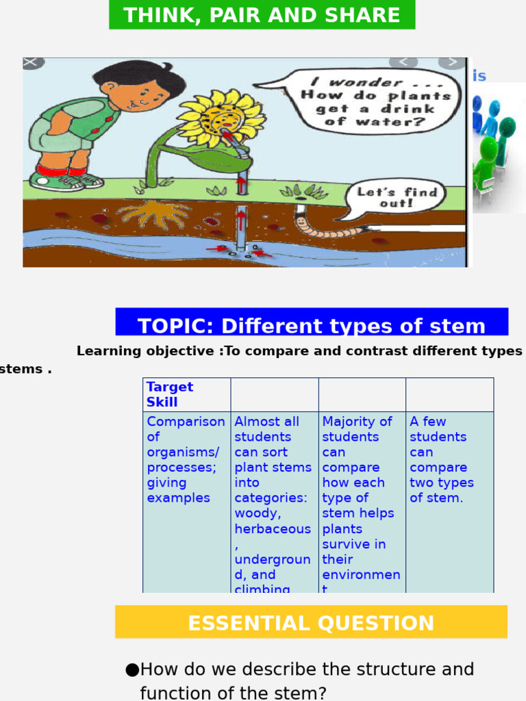 3RD std types of stem | PDF | Shrub | Trees