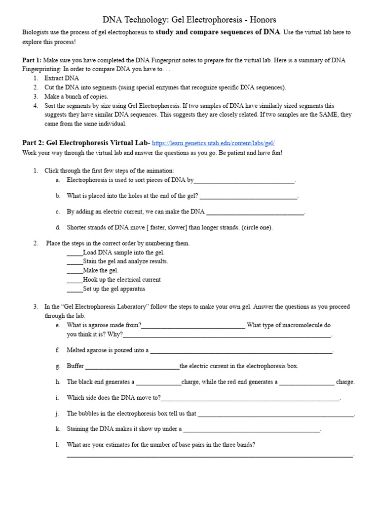 Honors Gel Electrophoresis Virtual Lab | PDF | Gel Electrophoresis ...