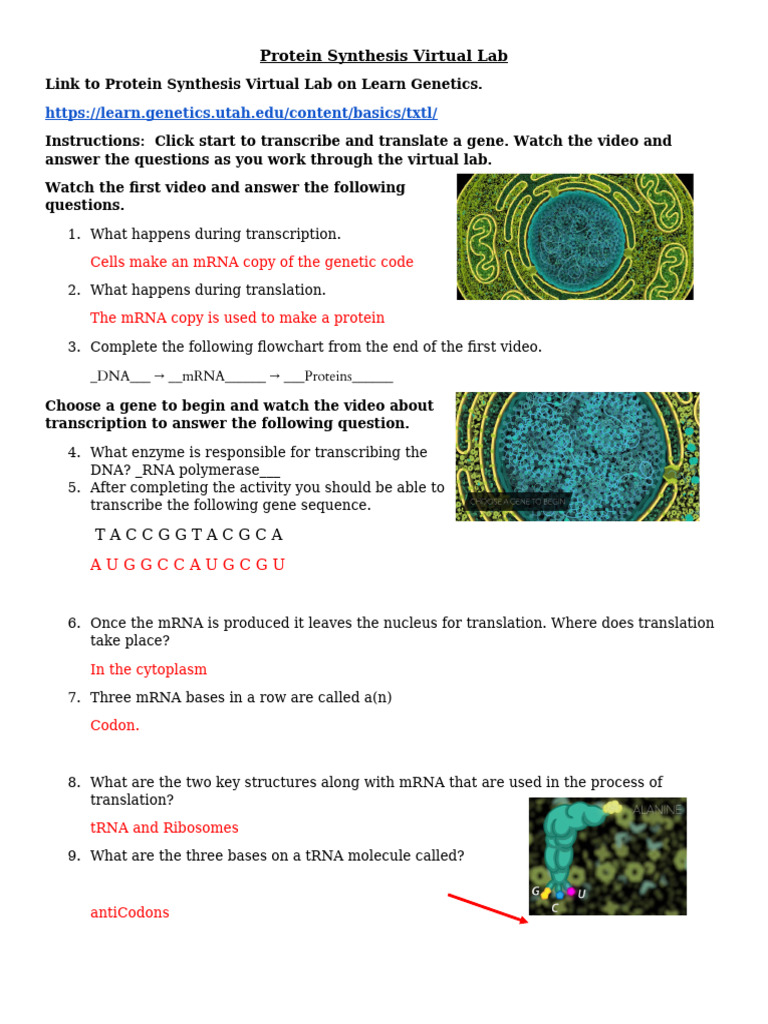 Protein Synthesis Lab | PDF