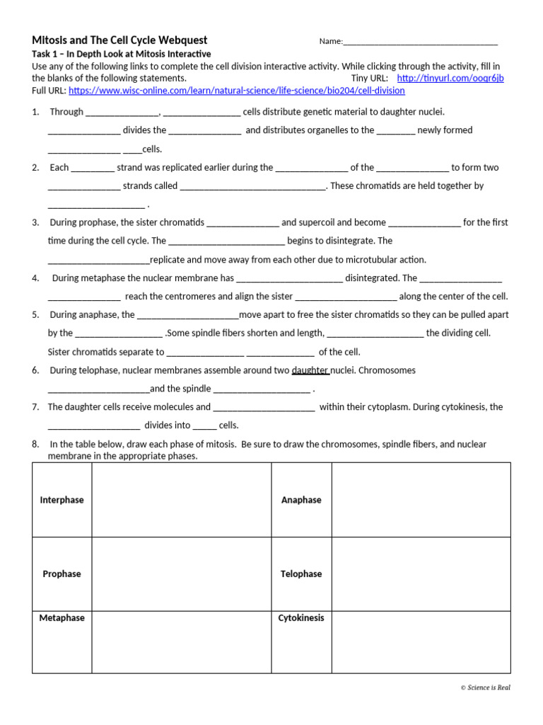 Mitosis Process and Activities Guide | PDF | Mitosis | Life Sciences