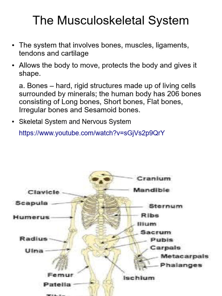 The Musculoskeletal System: Skeletal System and Nervous System | PDF ...