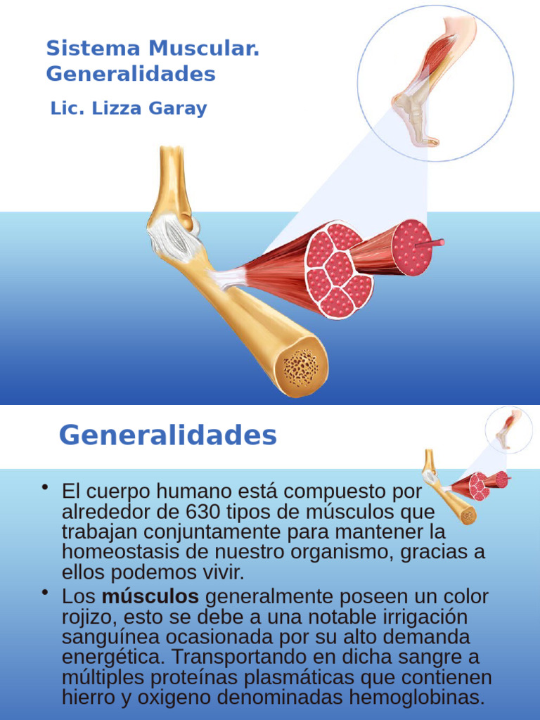 Guía del Sistema Muscular Humano | PDF | Músculo | Corazón
