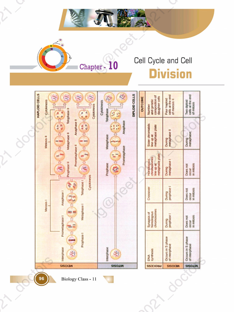 Short Notes - Cell Cycle and Cell Division | PDF