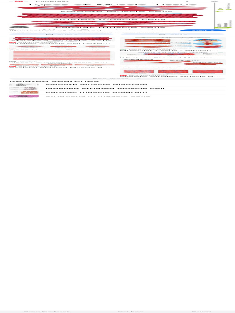 Diagram of Striated Muscle - Google Search | PDF
