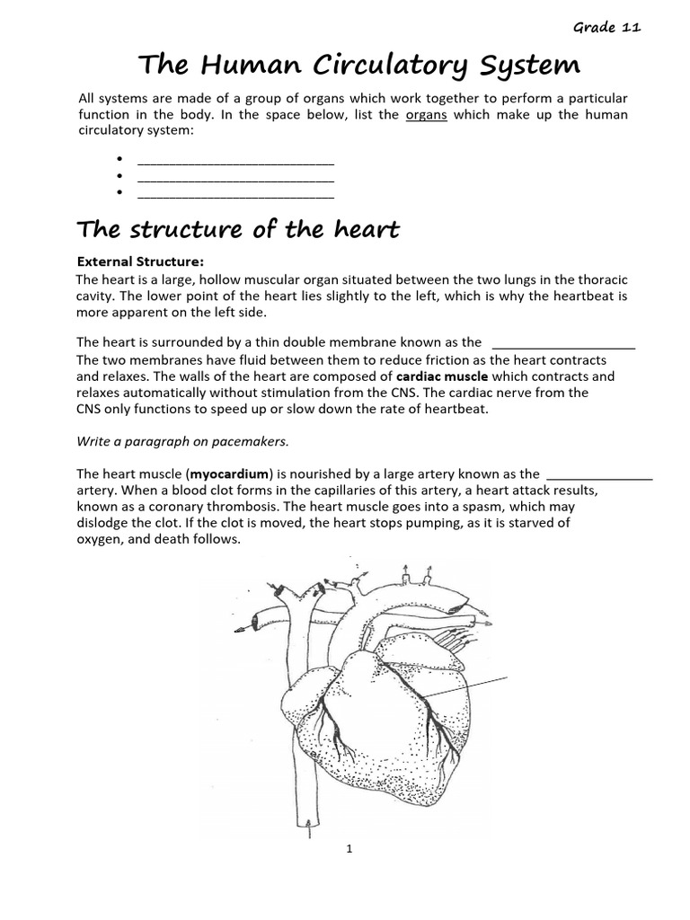 11LS Human Circulatory System NOTES | PDF | Heart Valve | Diastole
