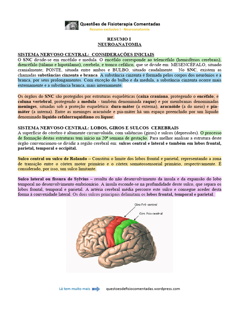 Resumo 01 Neuroanatomia 1 | PDF | Córtex cerebral | Hipotálamo