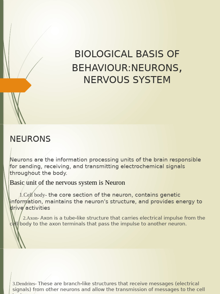 Biological Basis of Behaviour_neurons, Nervous System Psy 4 (1) | PDF | Neuron | Brain