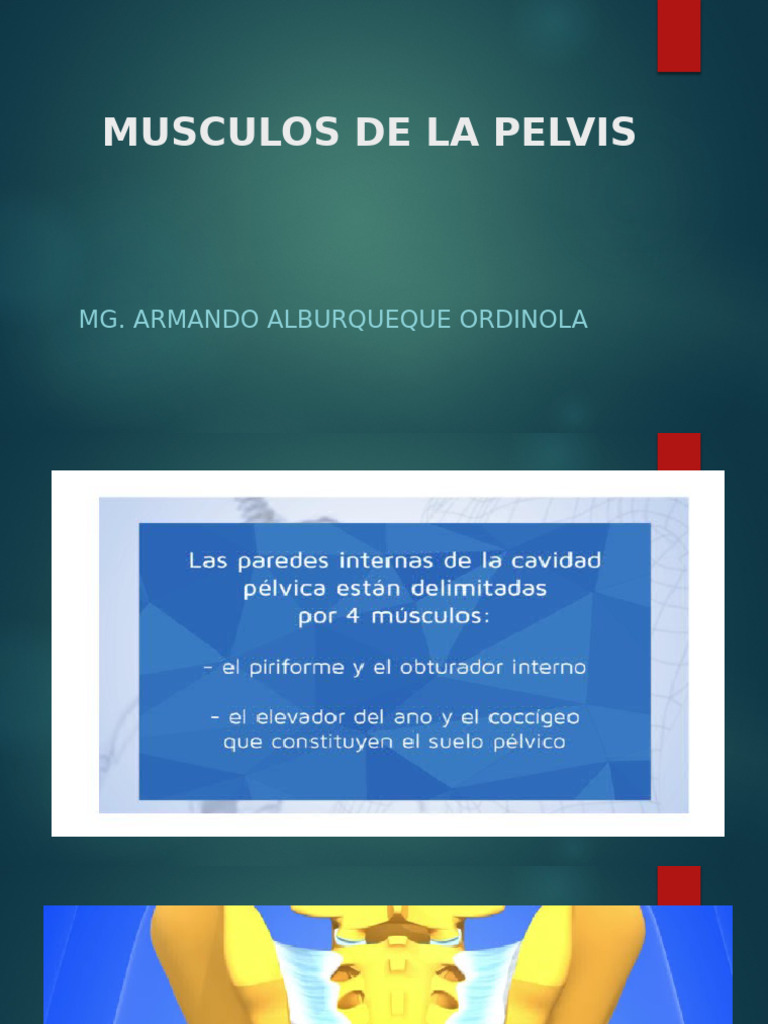 Musculos de La Pelvis 2025 | PDF