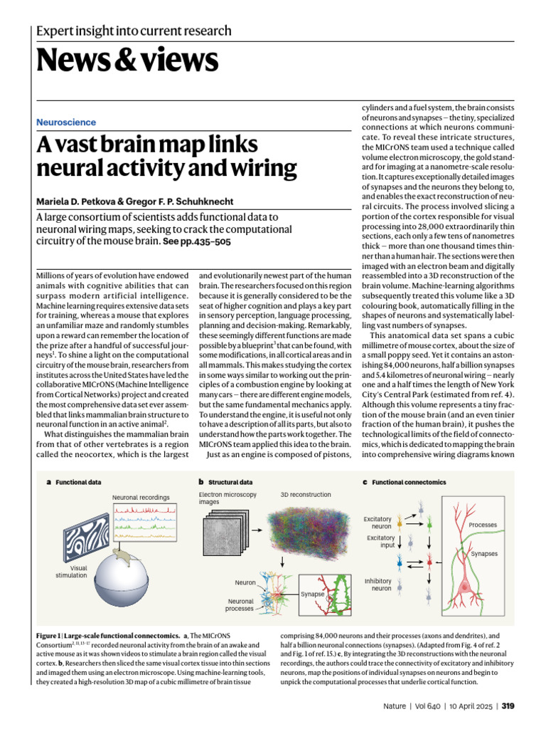 A Vast Brain Map Links Neural Activity and Wiring | PDF | Brain | Neuron