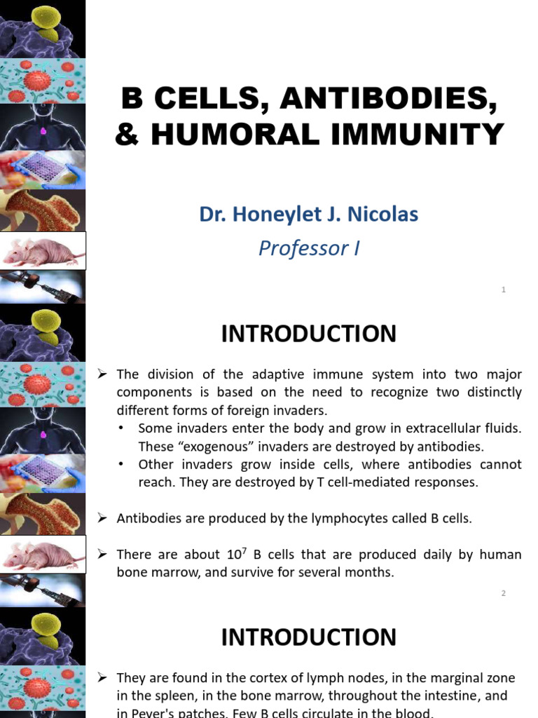 Chap.8. B Cells, Antibodies and Humoral Immunity | PDF | Antibody | B Cell
