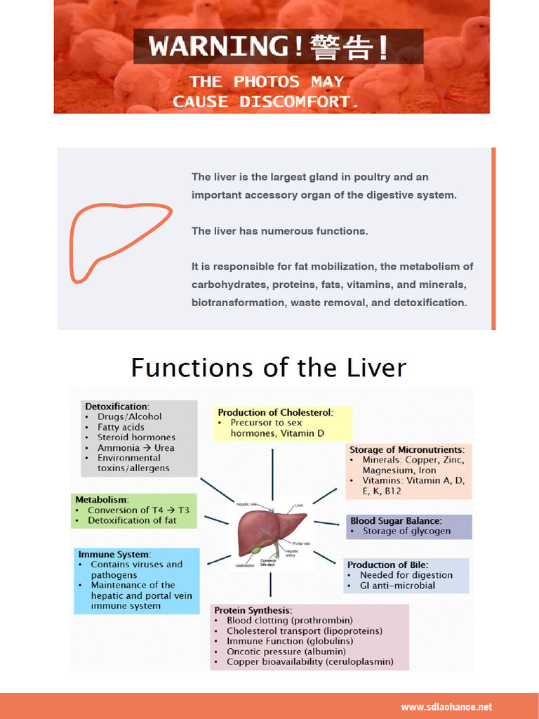 8 Poultry Diseases With Liver Lesions | PDF | Liver | Medical Specialties