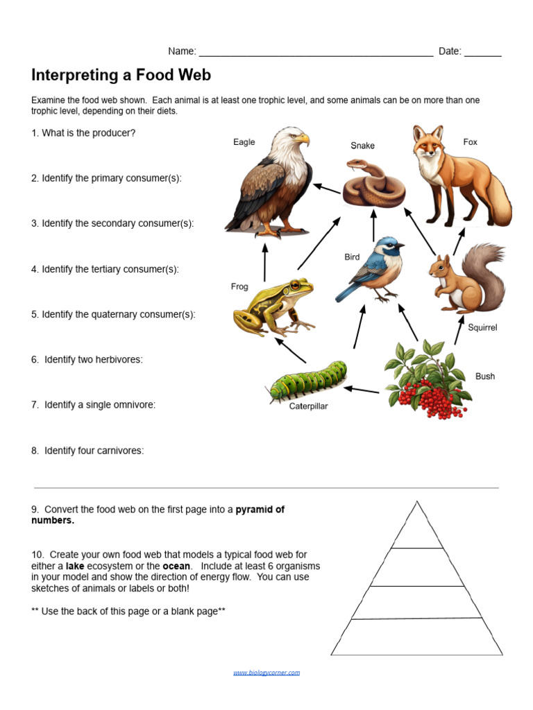 Interpreting A Food Web | PDF