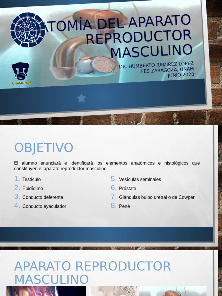 Anatomía del Cuerpo de Highmore | PDF | Testículo | Próstata