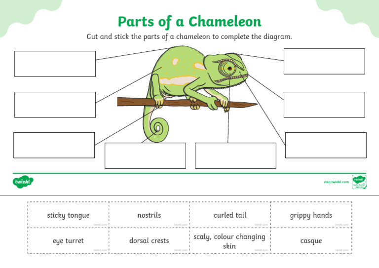 Labeled Diagram of Chameleon Parts | PDF