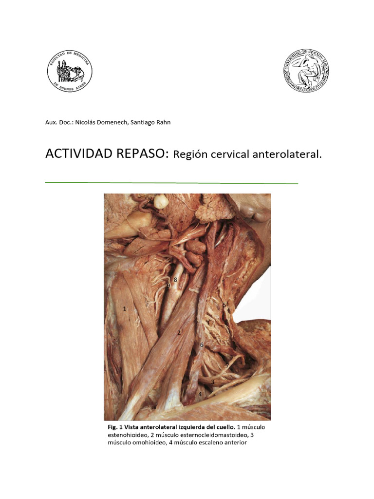 Anatomía de la Región Cervical Anterolateral | PDF | Laringe | Arteria ...