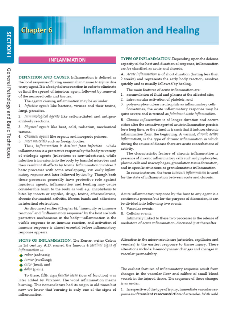 Inflammation and Healing | PDF | Inflammation | Phagocyte