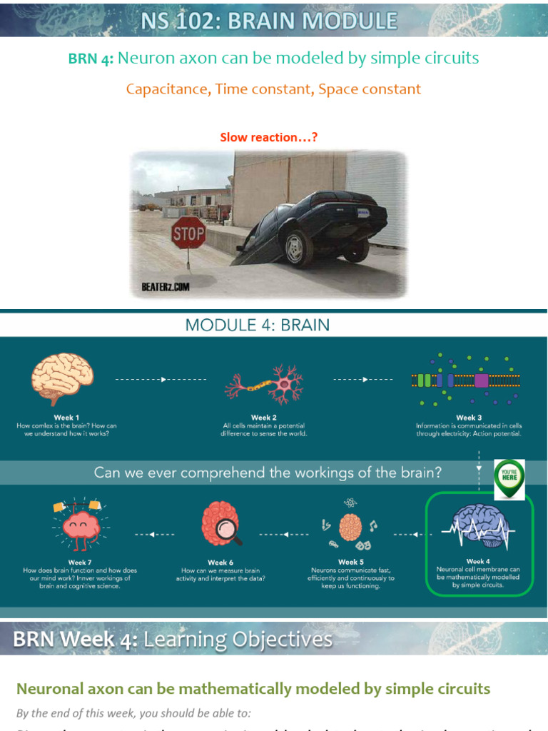 BRN4 AL Slides (Spring 2025) SUCourse | PDF | Action Potential | Capacitor